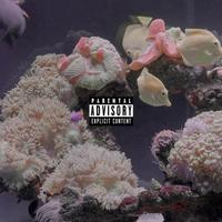 Antitelo - Aquarium | TikTok