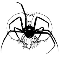 Bill Beare - Spiders and Flies | TikTok