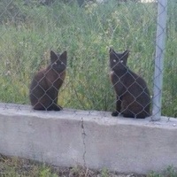 forlorn - wish we could go back | TikTok