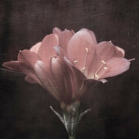Ashley Kitonga - Rebirth | TikTok