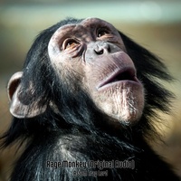 Don - Rage Monkey (Original Audio) | TikTok