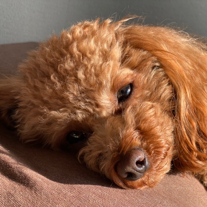 🦄 @simbatsuchiya_official - simba_tsuchiya 土屋神葉 - TikTok