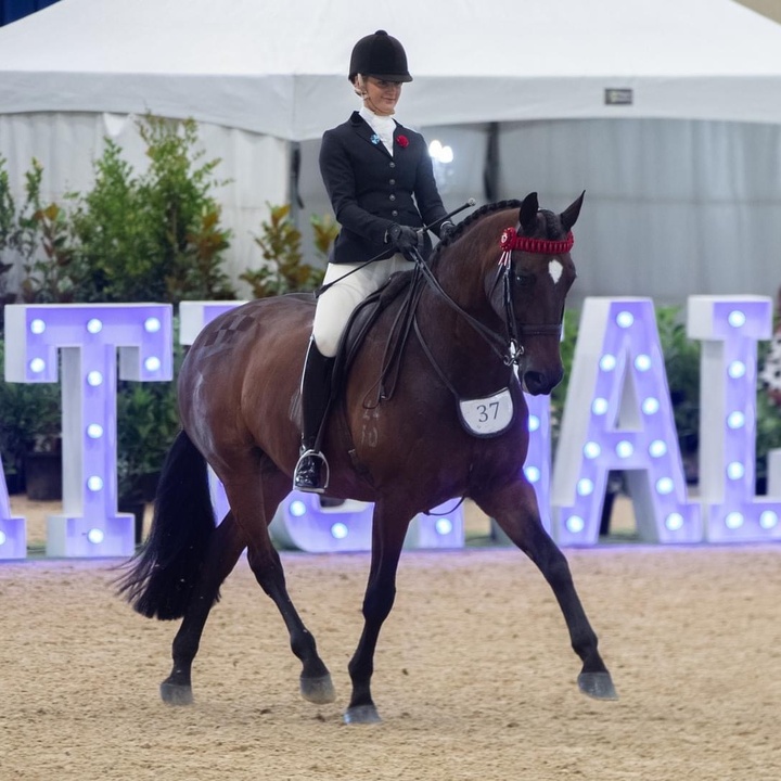 🦄 @courtsperformancehorses - Courtney’s Performance Horses - TikTok
