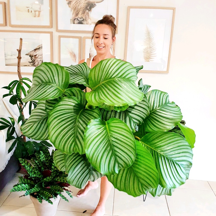 🦄 @foliole.australia - Michelle - TikTok