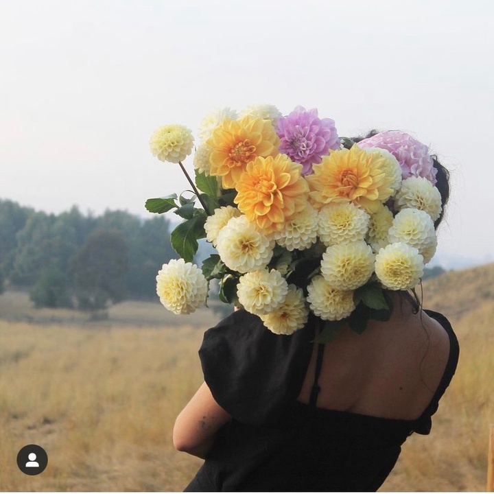 🦄 @alchemilla_flowerfarm - Phoebe - TikTok