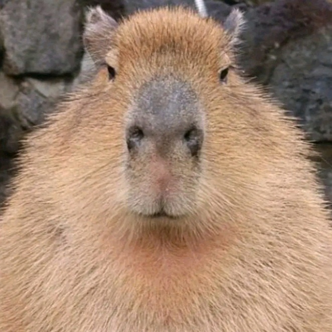 🦄 @telopchik - Telopchik | capybaras - TikTok