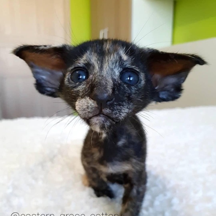 🦄 @eastern_grace_cattery - Anna Shelehova - TikTok